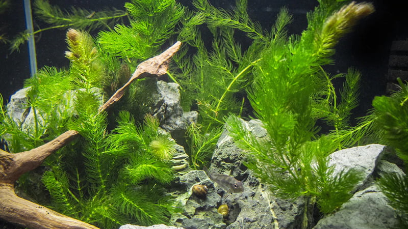 Top 8 Best Plants For Cory Catfish - How To Choose?