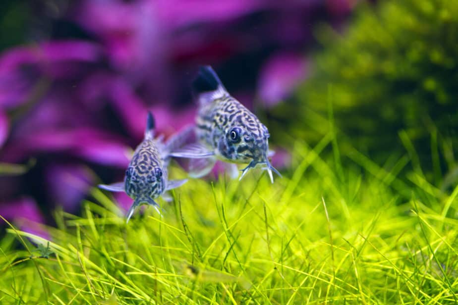 Top 8 Best Plants For Cory Catfish - How To Choose?
