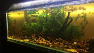 Lampeye Killifish Care: Tankmates, Size, Lifespan, Diseases