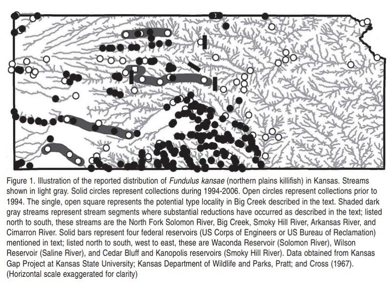 6 Interesting Information About Northern Plains Killifish