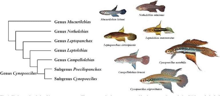 How To Best Understand Killifish Scientific Name