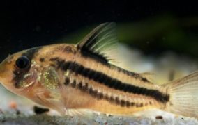 Pink Cory Catfish: Behavior, Caring, Breeding, And More