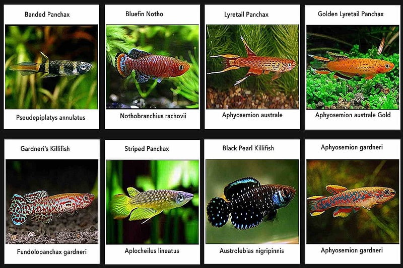 How To Best Understand Killifish Scientific Name how-to-best-understand-killifish-scientific-name