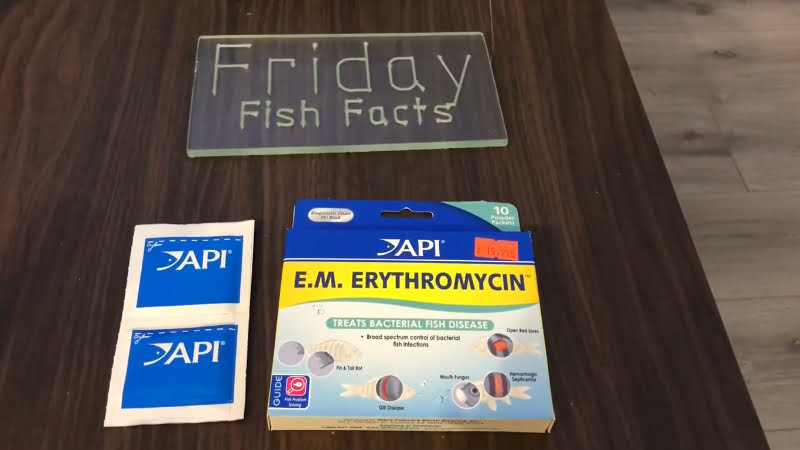 Cory Catfish Mouth Rot? - How I Treated My Fish In 5 Steps