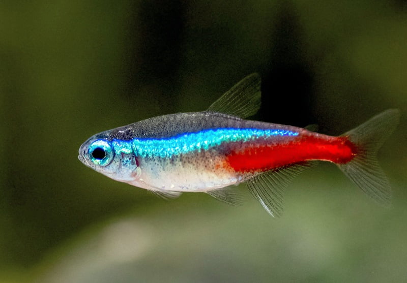 9 Interesting Neon Tetra Fish Types For Your Aquarium