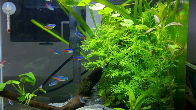 Top 8 Best Plants For Cory Catfish - How To Choose?