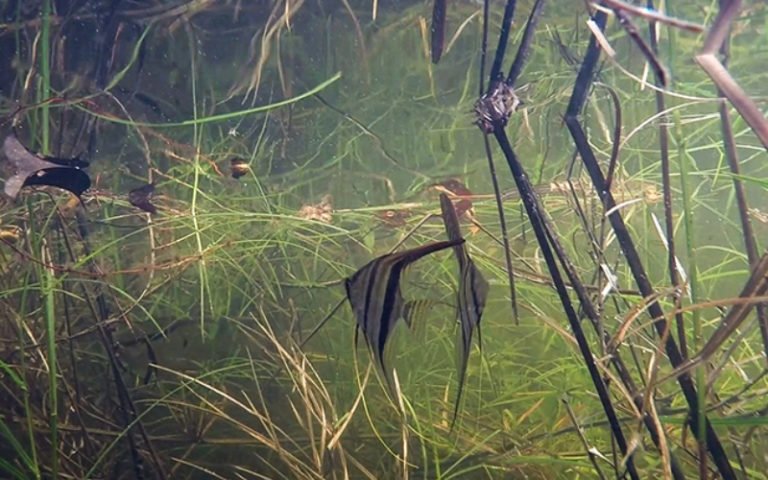 Altum Angelfish Care Guide: Size, Water Parameters, Breeding