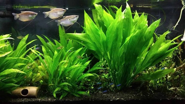 15 Best Plants For Angelfish Planted Tank (With Pictures)