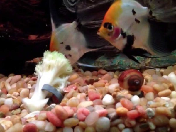 5 Best Freshwater Angelfish Food: Ideal For Healthy Growth