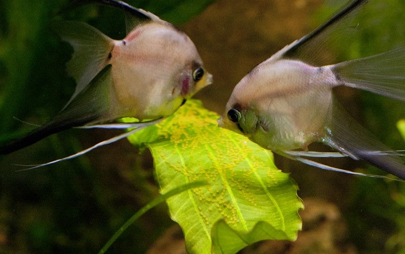 All About Angelfish Eggs: Stages, How To Care, How They Look