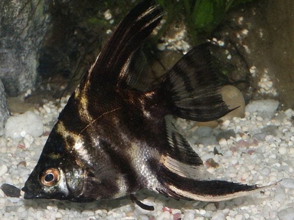 Black Angelfish - 2 Characteristics That You May Not Know