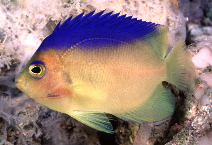 Top 7 best dwarf angelfish for reef tank (with picture)
