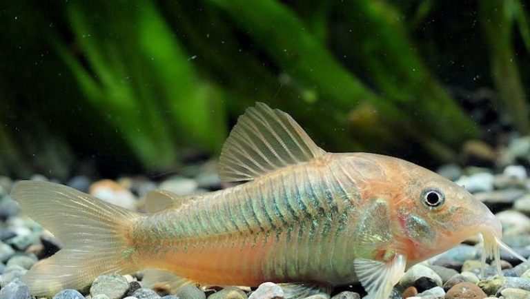 How To: Cross Breeding Cory Catfish | Amazing Aquarium Tips