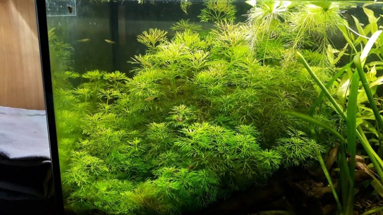 15 Best Plants For Angelfish Planted Tank (With Pictures)