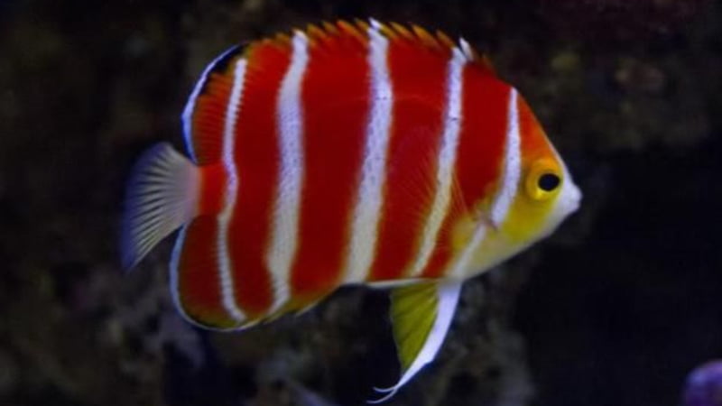 Dwarf Angelfish Care: Characteristics, Diet, Tankmates,...