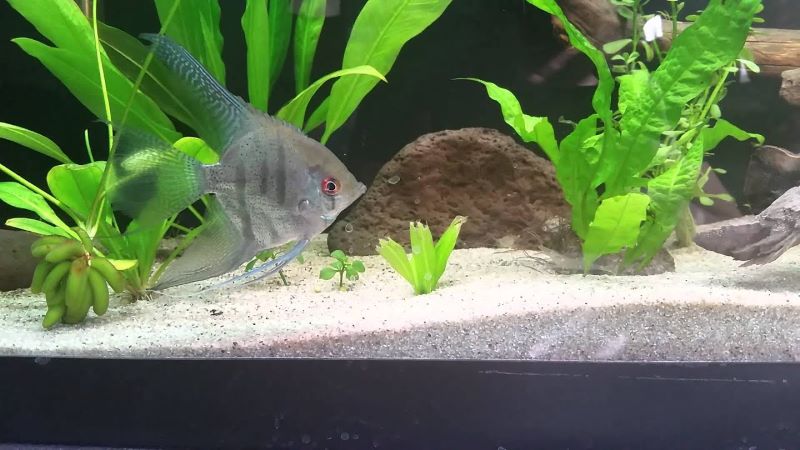 Will Angelfish Eat Shrimp - Top 3 Reasons You Should Know