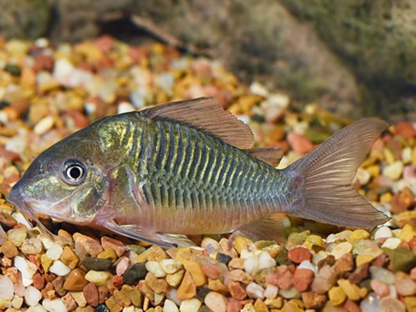 Giant Cory Catfish: Which Make The Terrific Emerald Catfish?