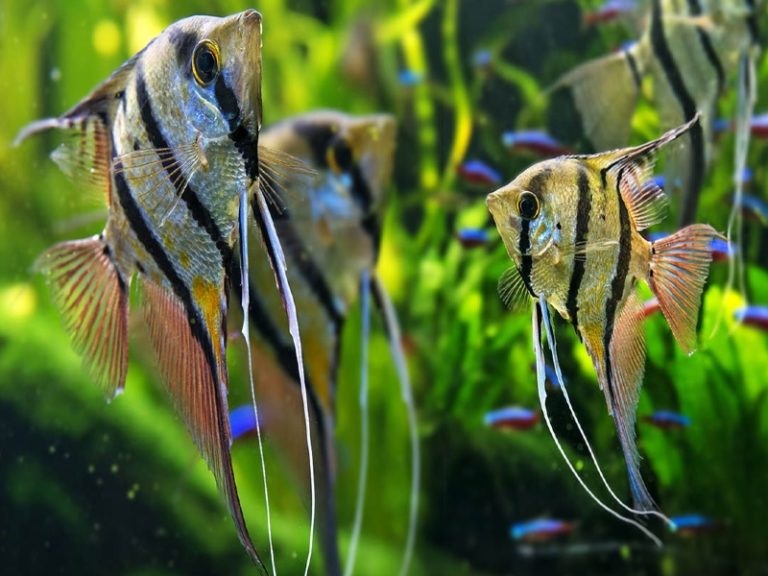 Do Angelfish Fight And 6 Ways To Make Them Stop Fighting
