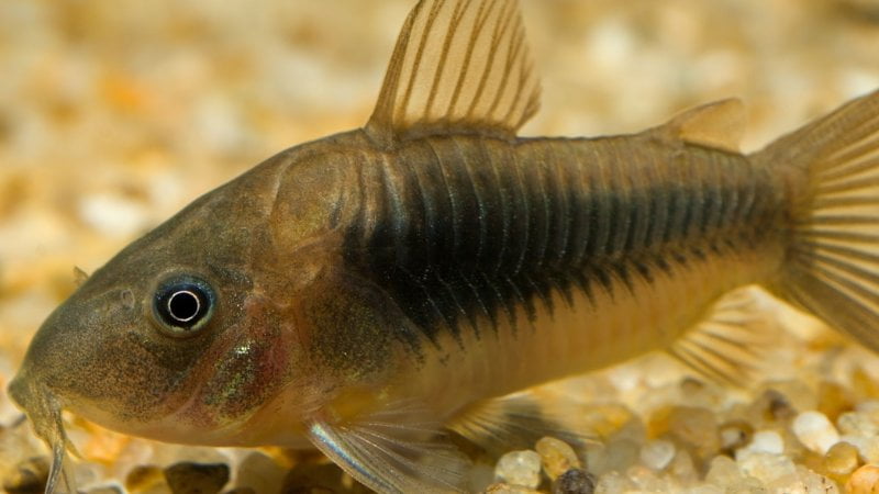 4 Effective Steps To Treat Columnaris Cory Catfish