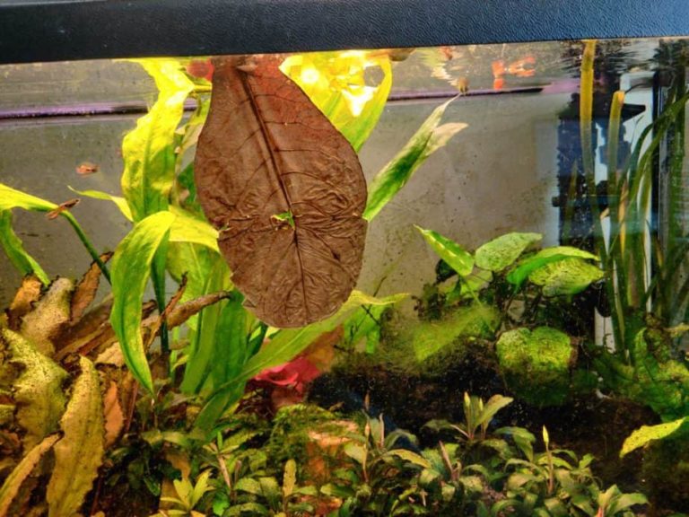 What's The Ideal pH Level For Angelfish? Effects Of pH Level