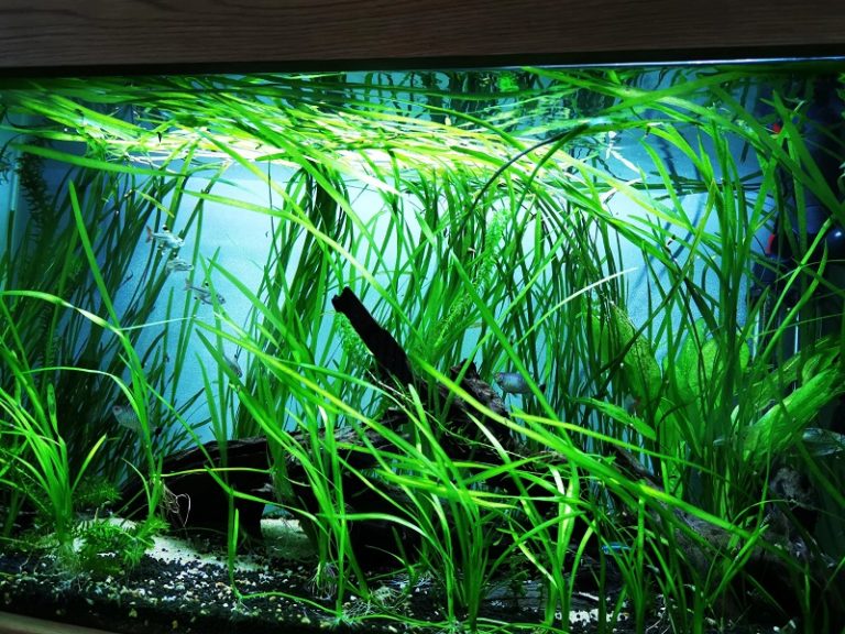 15 Best Plants For Angelfish Planted Tank (With Pictures)