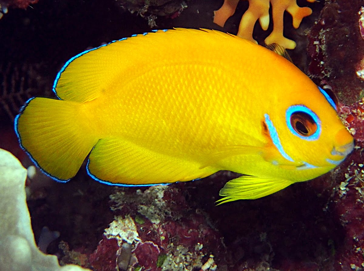 Top 7 best dwarf angelfish for reef tank (with picture)