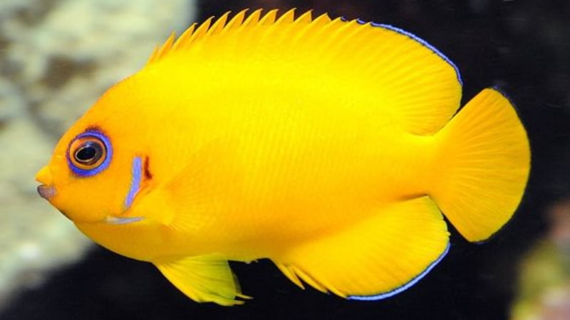 AquariumCircle - Page 2 of 33 - Bringing aquatic life closer to you