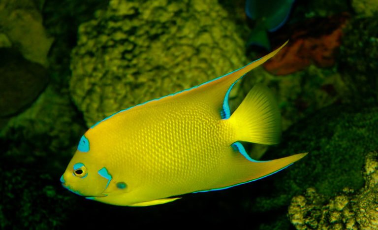 Queen Angelfish: All About Size, Juvenile & 4 Fun Facts