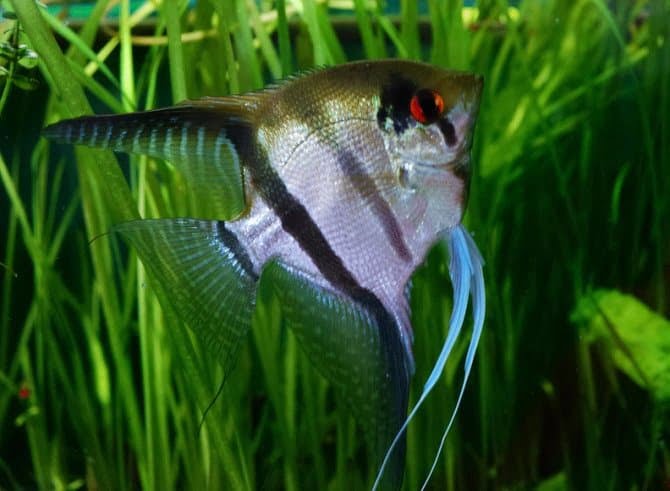 Freshwater Angelfish 101: Lifespan, Size, Habitat & More