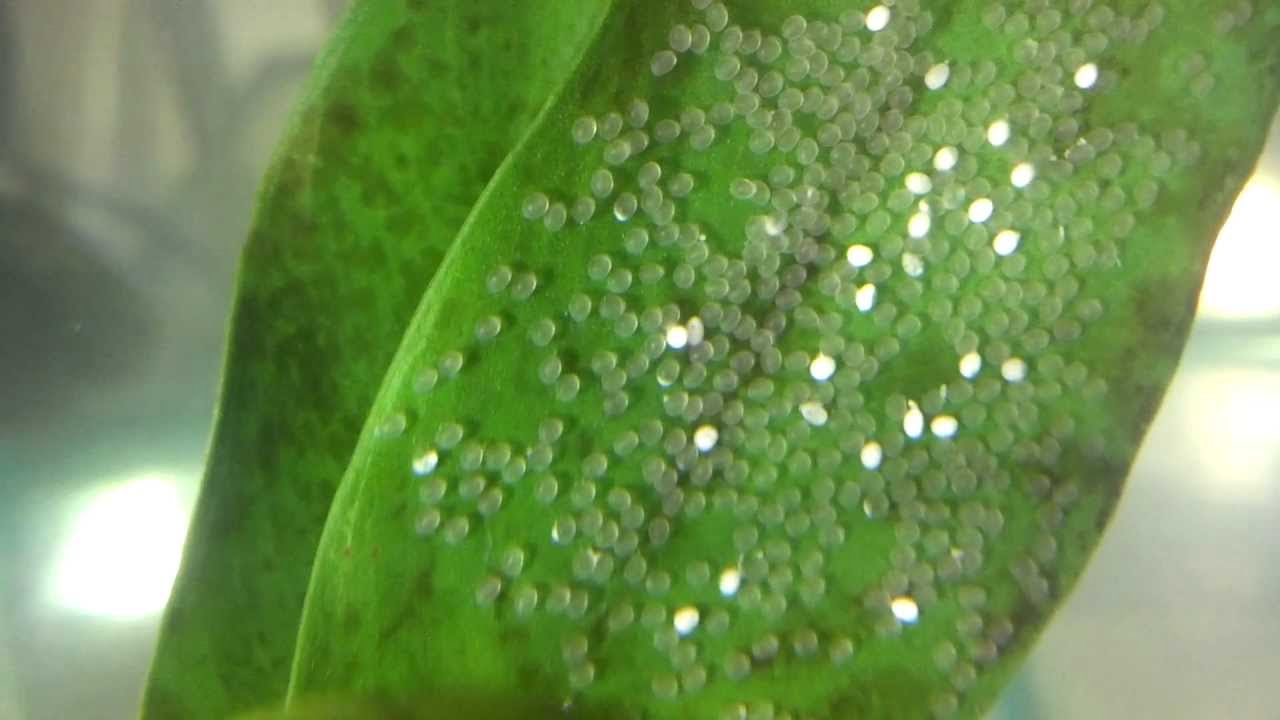 All About Angelfish Eggs: Stages, How To Care, How They Look