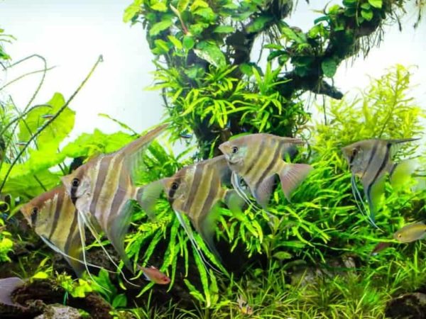 Do Angelfish Jump? 6 Reasons And Ways To Stop Them Jump Out