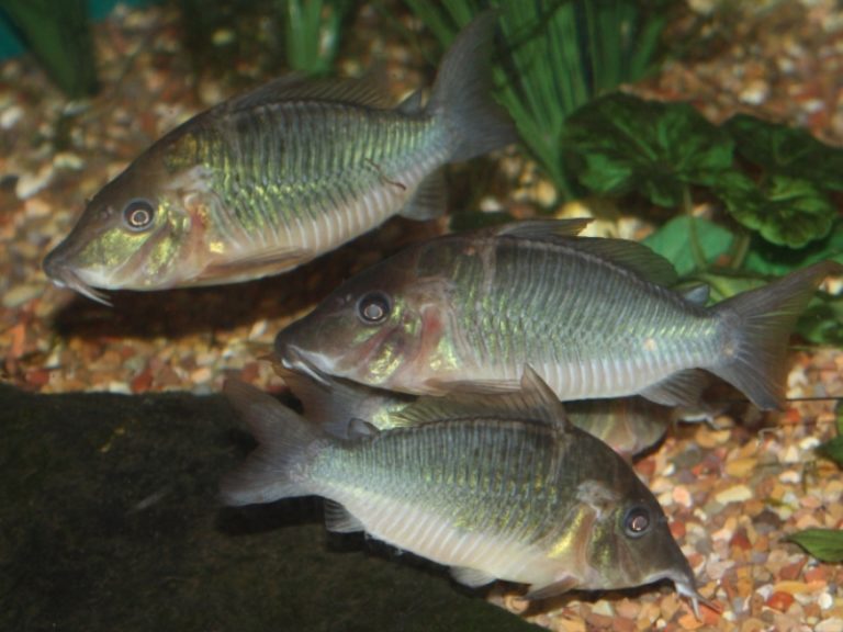 Giant Cory Catfish: Which Make The Terrific Emerald Catfish?