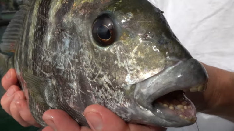 Do Goldfish Have Teeth? Interesting Things About Goldfish