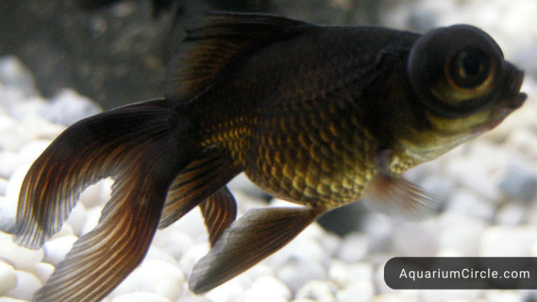 Black Moor Goldfish: Care Guide, Breeding, Lifespan, Tank Size, Tank ...
