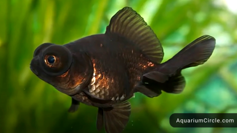 Black Moor Goldfish: Care Guide, Breeding, Lifespan, Tank Size, Tank ...