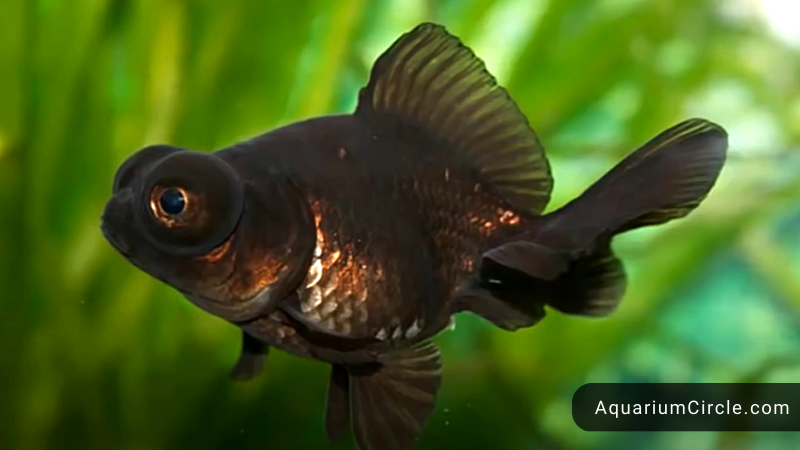 Black Moor Goldfish: Care Guide, Breeding, Lifespan, Tank Size, Tank ...