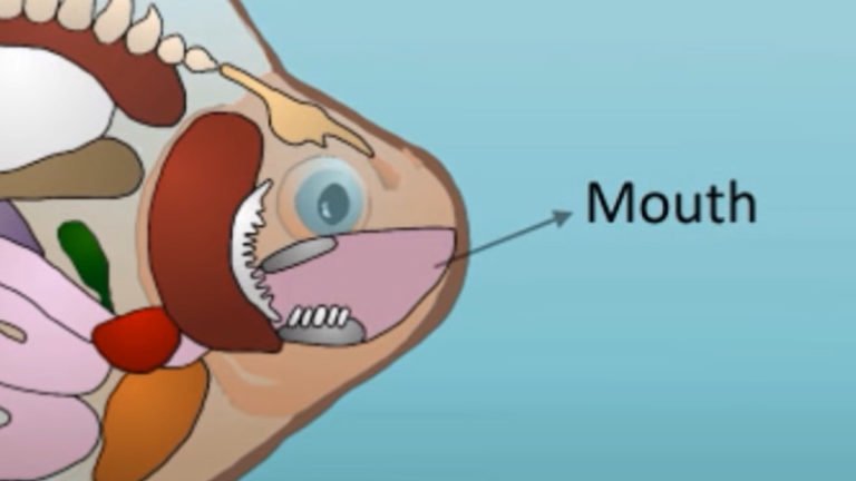 Do Goldfish Have Teeth? Interesting Things About Goldfish