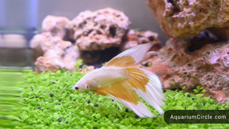 Betta Fish Tank Size: Are You Considering The Best Tank Size For Betta ...