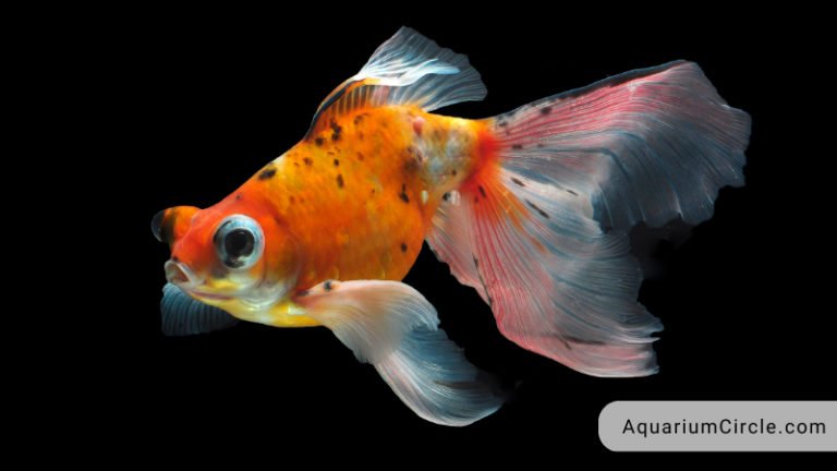 Why Is My Goldfish Turning Black - 10 Common Reasons