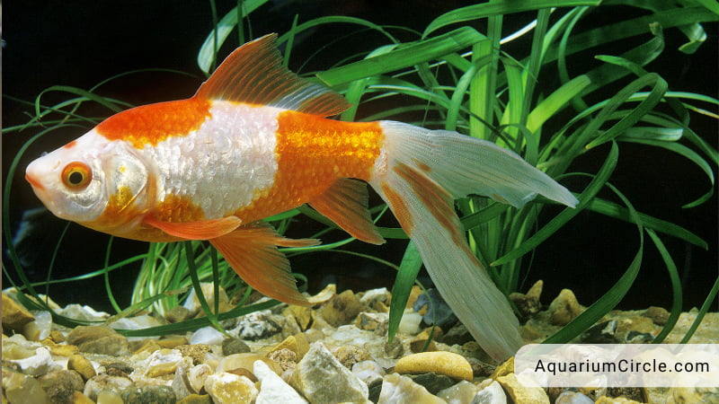 Comet Goldfish Care Guide: Lifespan, Tank Size, Breeding And More