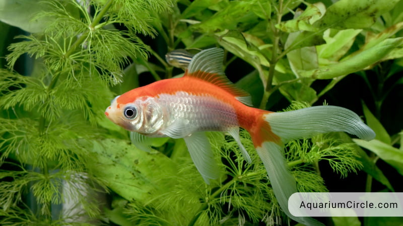 Comet Goldfish Care Guide: Lifespan, Tank Size, Breeding And More