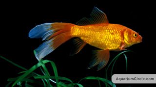 Comet Goldfish Care Guide: Lifespan, Tank Size, Breeding And More