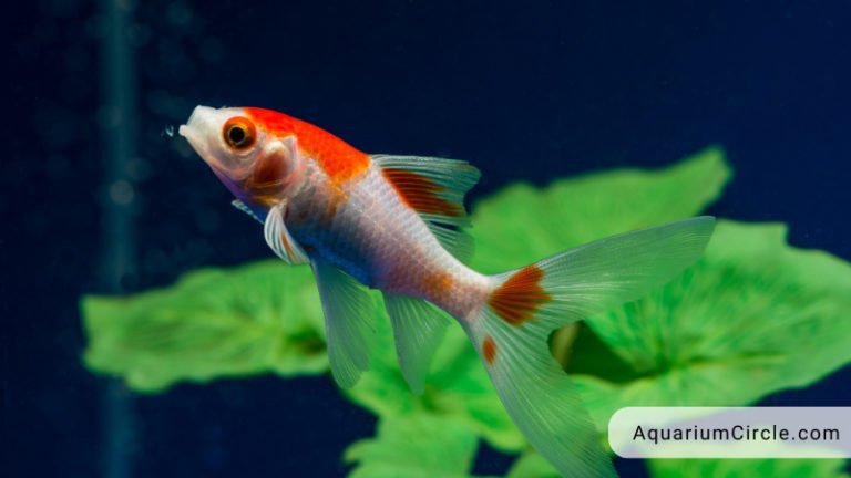 Comet Goldfish Care Guide: Lifespan, Tank Size, Breeding And More