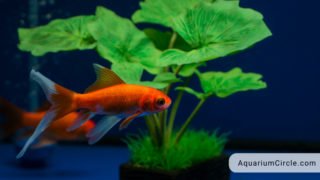 Comet Goldfish Care Guide: Lifespan, Tank Size, Breeding And More