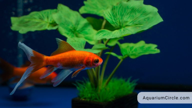 Comet Goldfish Care Guide: Lifespan, Tank Size, Breeding And More