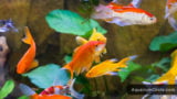 Comet Goldfish Care Guide: Lifespan, Tank Size, Breeding And More