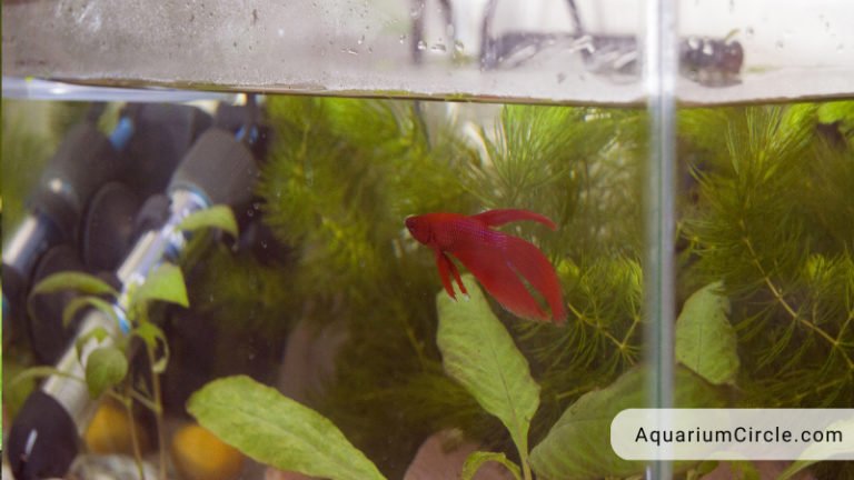 Betta Fish Water Temperature: What Is The Ideal Range Of Betta Fish ...