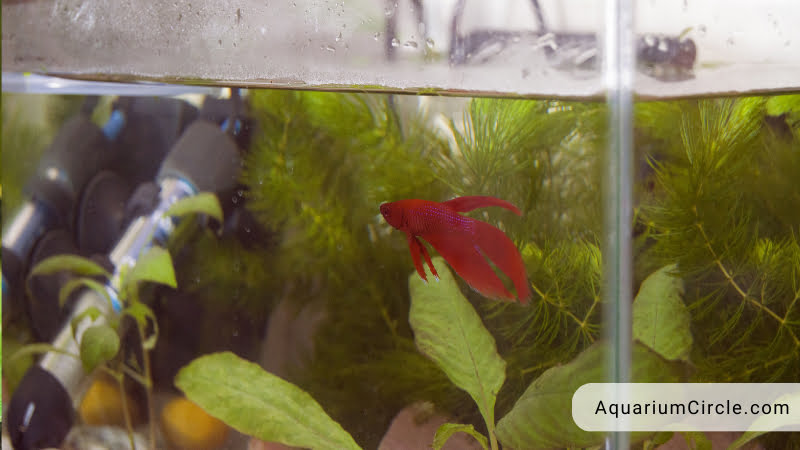 Betta Fish Water Temperature: What Is The Ideal Range Of Betta Fish ...