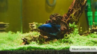 Betta Fish Water Temperature: What Is The Ideal Range Of Betta Fish ...