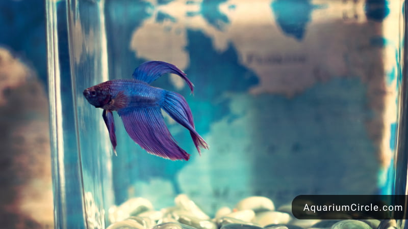 Do Betta Fish Sleep? Exact Answer For Bettas Sleeping Patterns And Habits